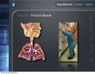 Cierre Ángulo Mandibular | PDF