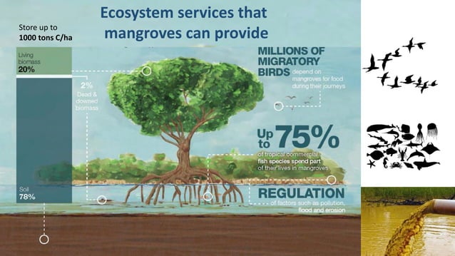 Protecting mangroves, supporting biodiversity, people and world's ...