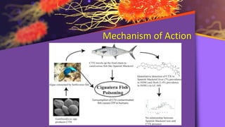 Ciguatera Poisoning.pptx