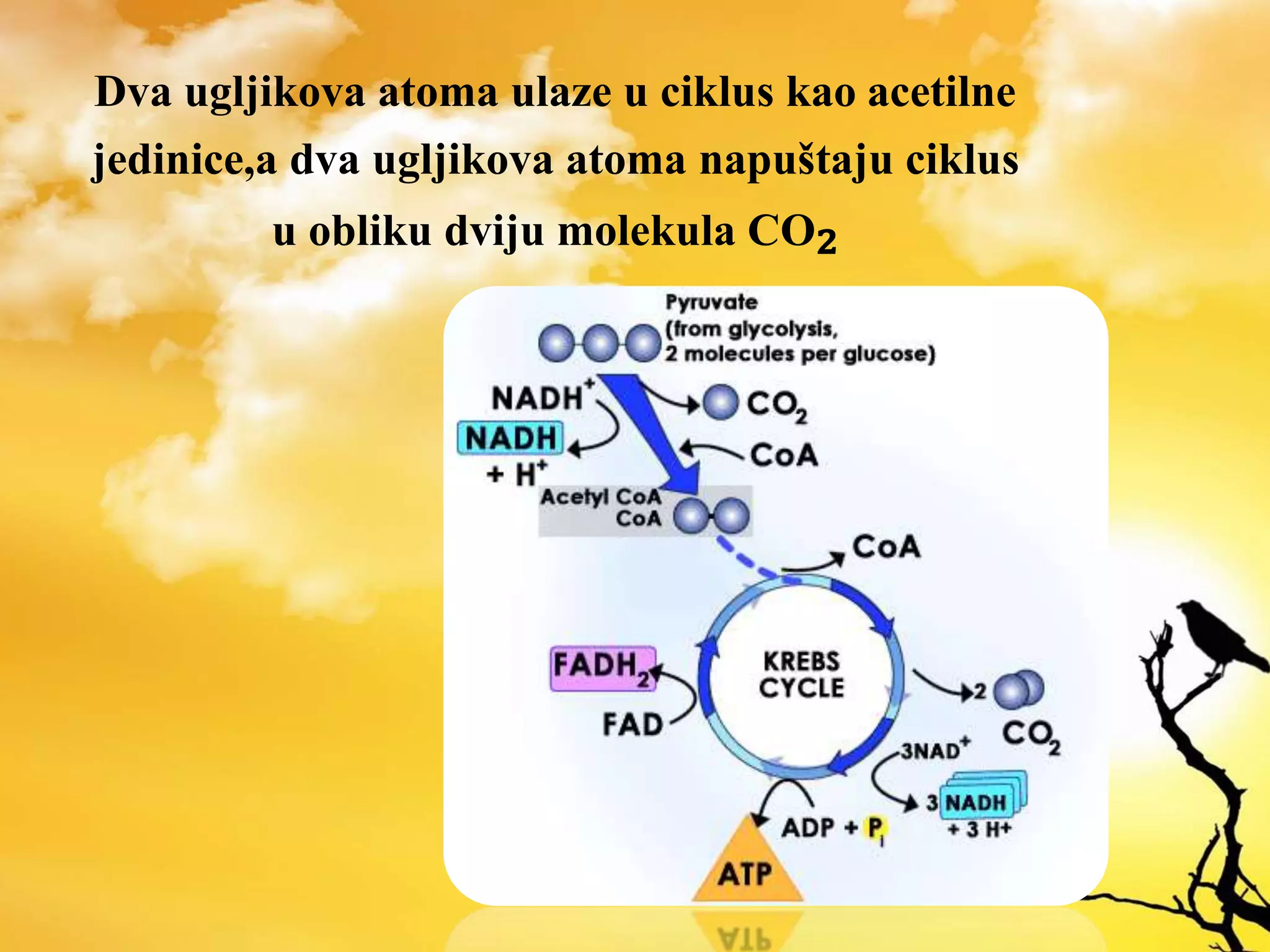 Ciklus limunske kiseline (Krebsov ciklus) | PPTX