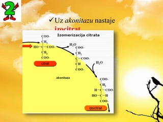 Ciklus limunske kiseline (Krebsov ciklus) | PPTX