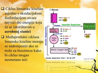 Ciklus limunske kiseline (Krebsov ciklus) | PPTX
