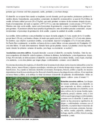 Cilantro guia convertido | DOCX