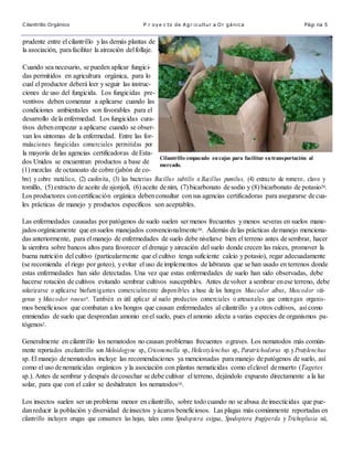 Cilantro guia convertido | DOCX
