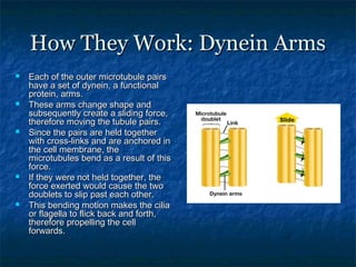 Cilia and flagella | PPT