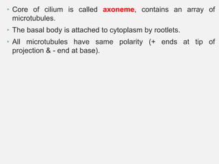 cilia_and_flagella.pptx _cell movement_cell | PPTX