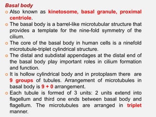 cilia_and_flagella.pptx _cell movement_cell | PPTX