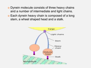 cilia_and_flagella.pptx _cell movement_cell | PPTX