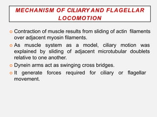 cilia_and_flagella.pptx _cell movement_cell | PPTX