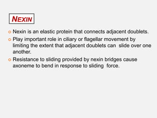 cilia_and_flagella.pptx _cell movement_cell | PPTX