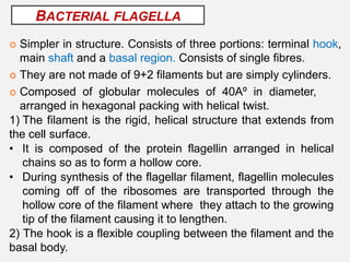 cilia_and_flagella.pptx _cell movement_cell | PPTX