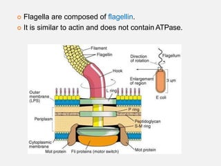 cilia_and_flagella.pptx _cell movement_cell | PPTX