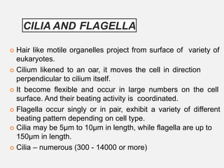 cilia_and_flagella.pptx _cell movement_cell | PPTX