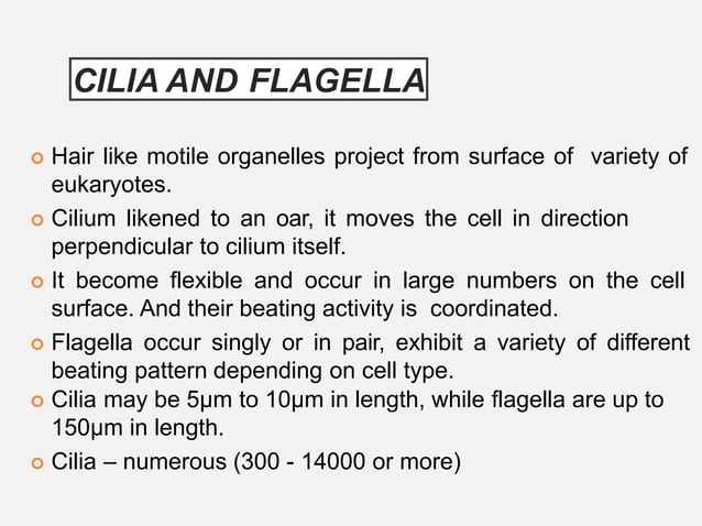 cilia_and_flagella.pptx _cell movement_cell | PPTX