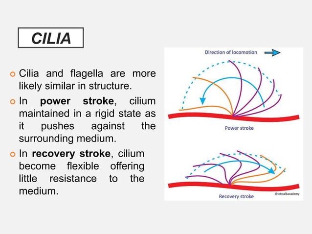 cilia_and_flagella.pptx _cell movement_cell | PPTX