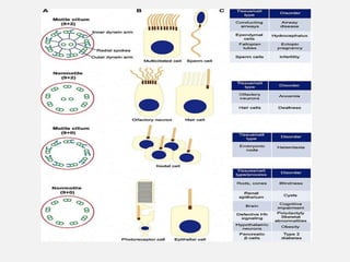 cilia_and_flagella.pptx _cell movement_cell | PPTX