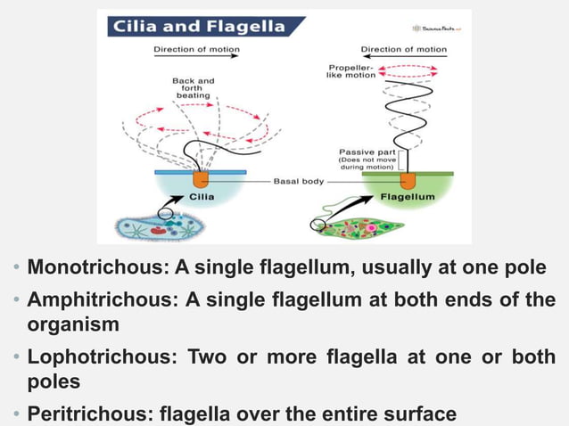 cilia_and_flagella.pptx _cell movement_cell | PPTX