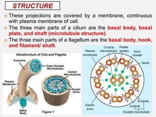 cilia_and_flagella.pptx _cell movement_cell | PPTX