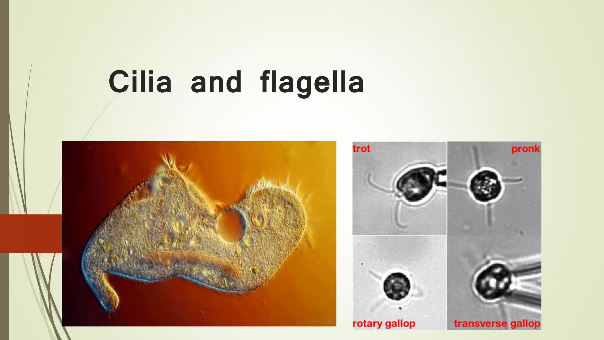 Cilia and flagella ppt by ramana babu | PPTX