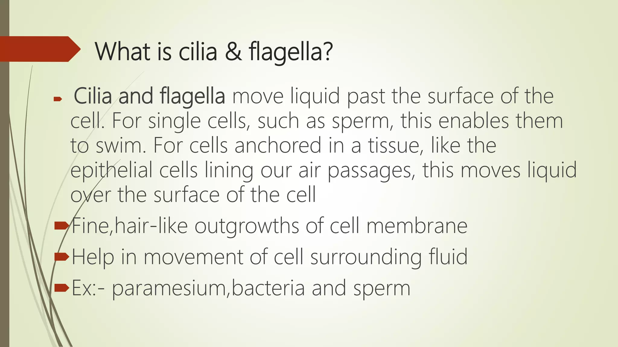 Cilia and flagella ppt by ramana babu | PPTX