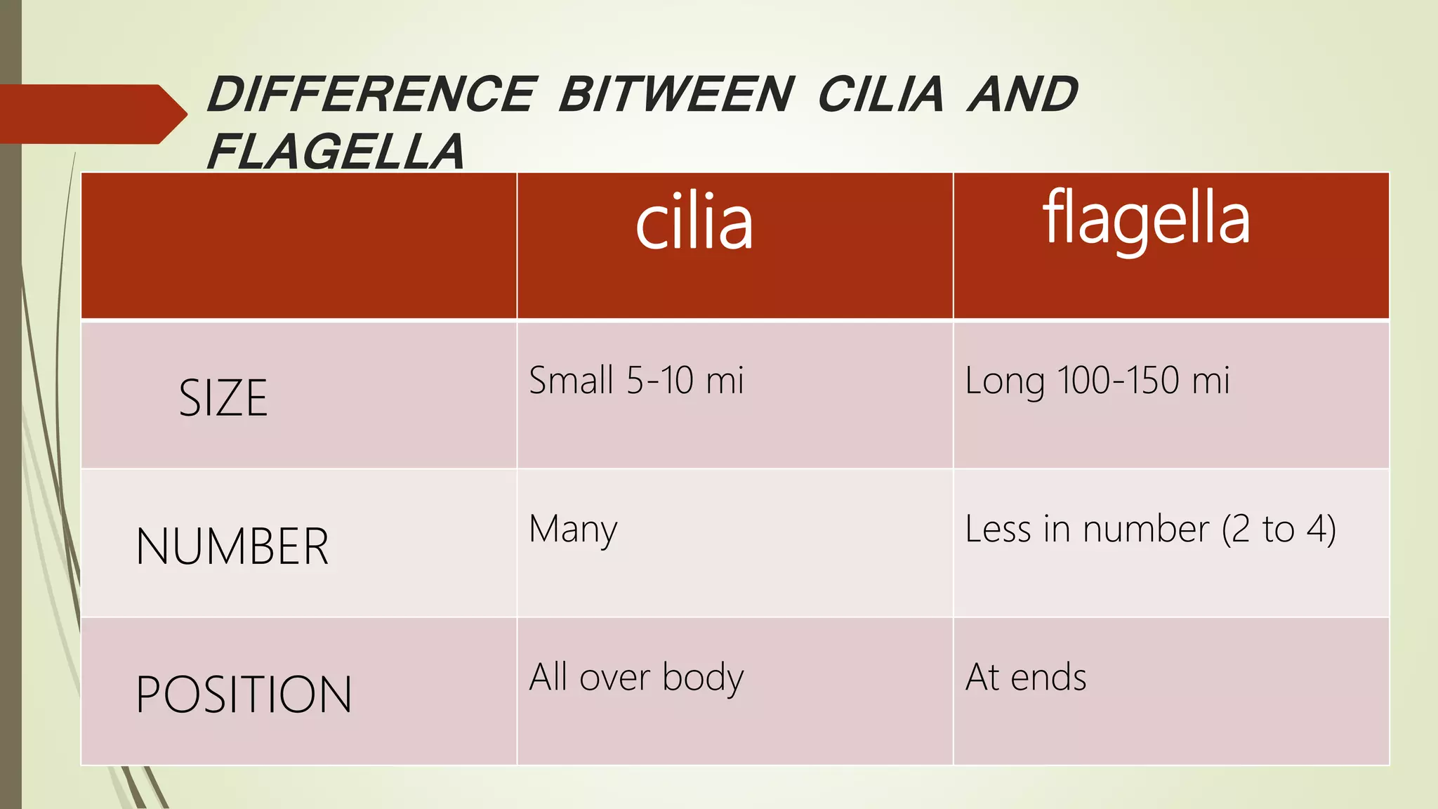 Cilia and flagella ppt by ramana babu | PPTX