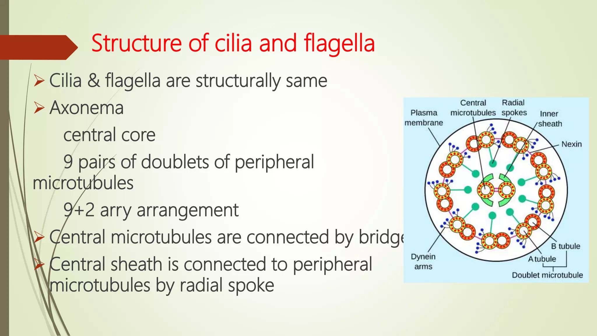 Cilia and flagella ppt by ramana babu | PPTX