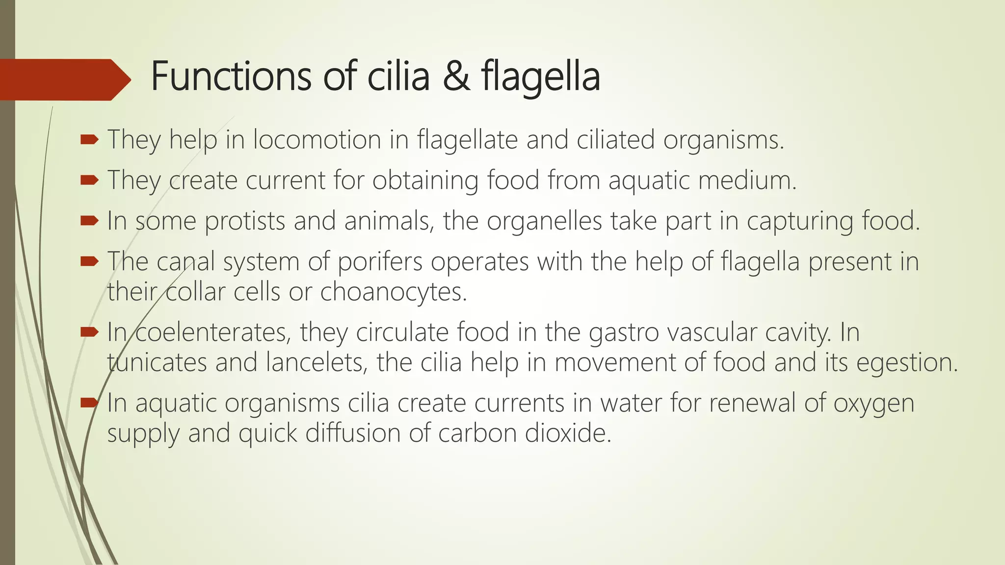 Cilia and flagella ppt by ramana babu | PPTX