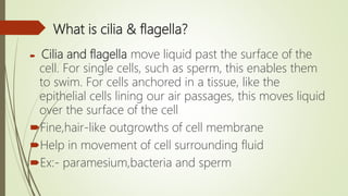 Cilia and flagella ppt by ramana babu | PPTX
