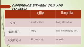 Cilia and flagella ppt by ramana babu | PPTX