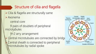Cilia and flagella ppt by ramana babu | PPTX