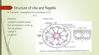 Cilia and flagella ppt by ramana babu | PPTX