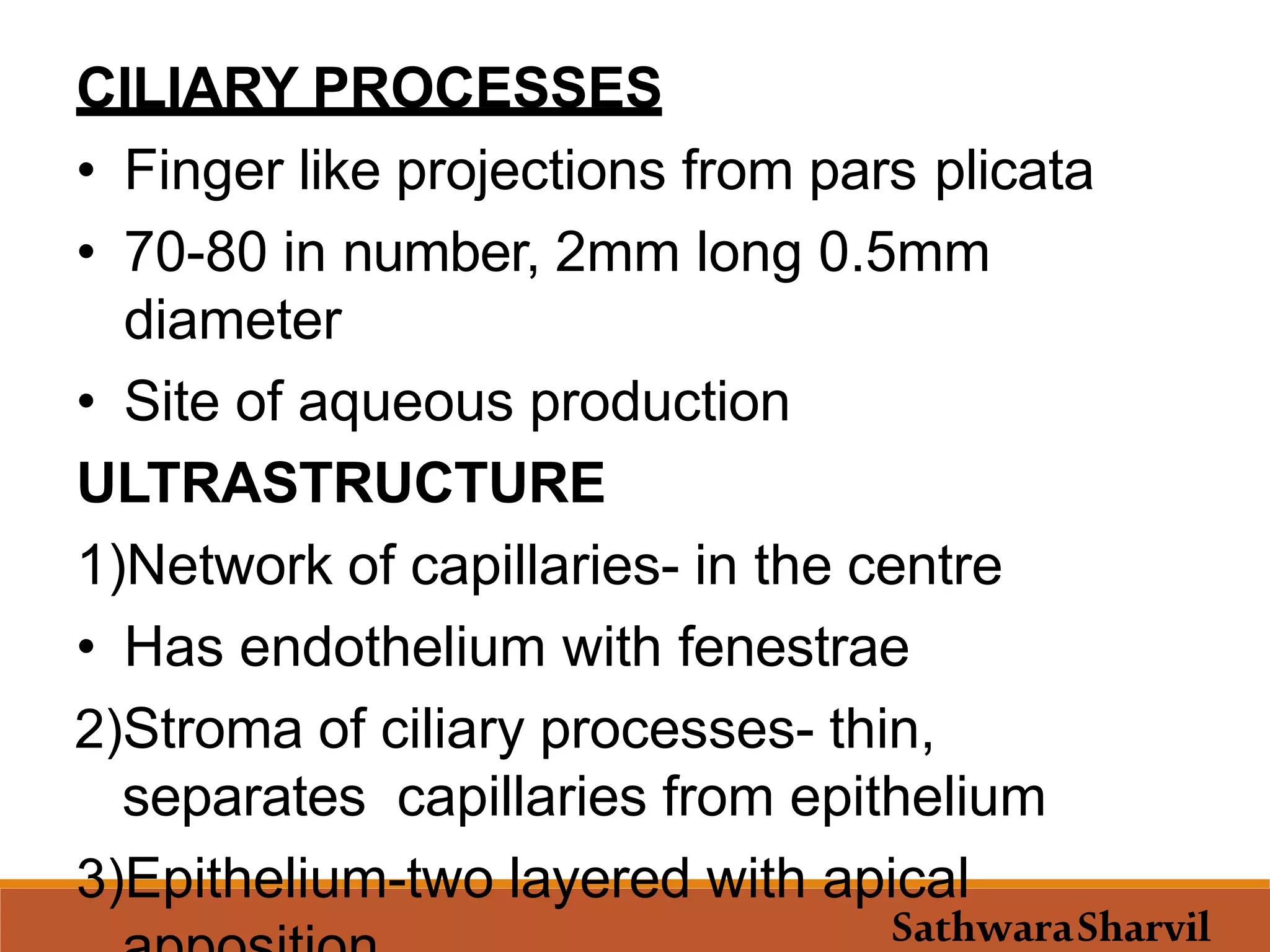 Ciliary body | PPTX | Eye and Vision Conditions | Diseases and Conditions