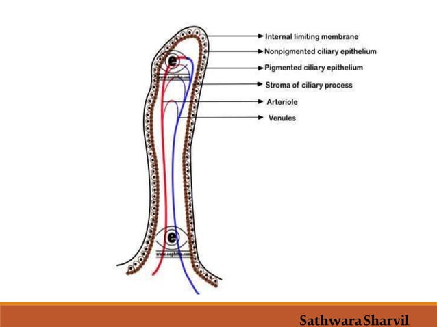 Ciliary body | PPTX | Eye and Vision Conditions | Diseases and Conditions