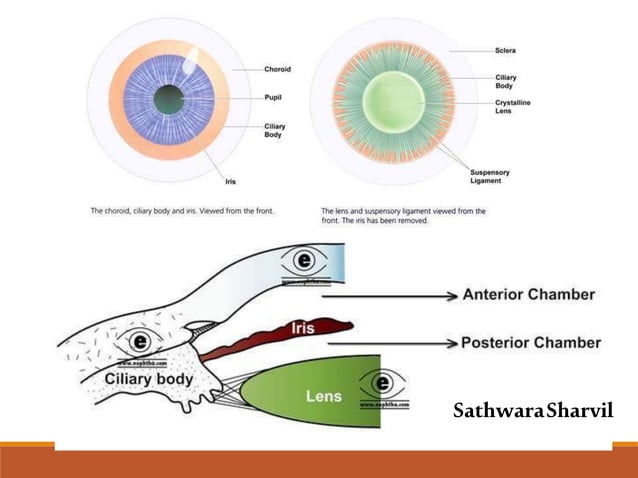 Ciliary body | PPTX | Eye and Vision Conditions | Diseases and Conditions