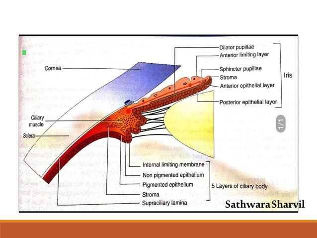 Ciliary body | PPTX | Eye and Vision Conditions | Diseases and Conditions