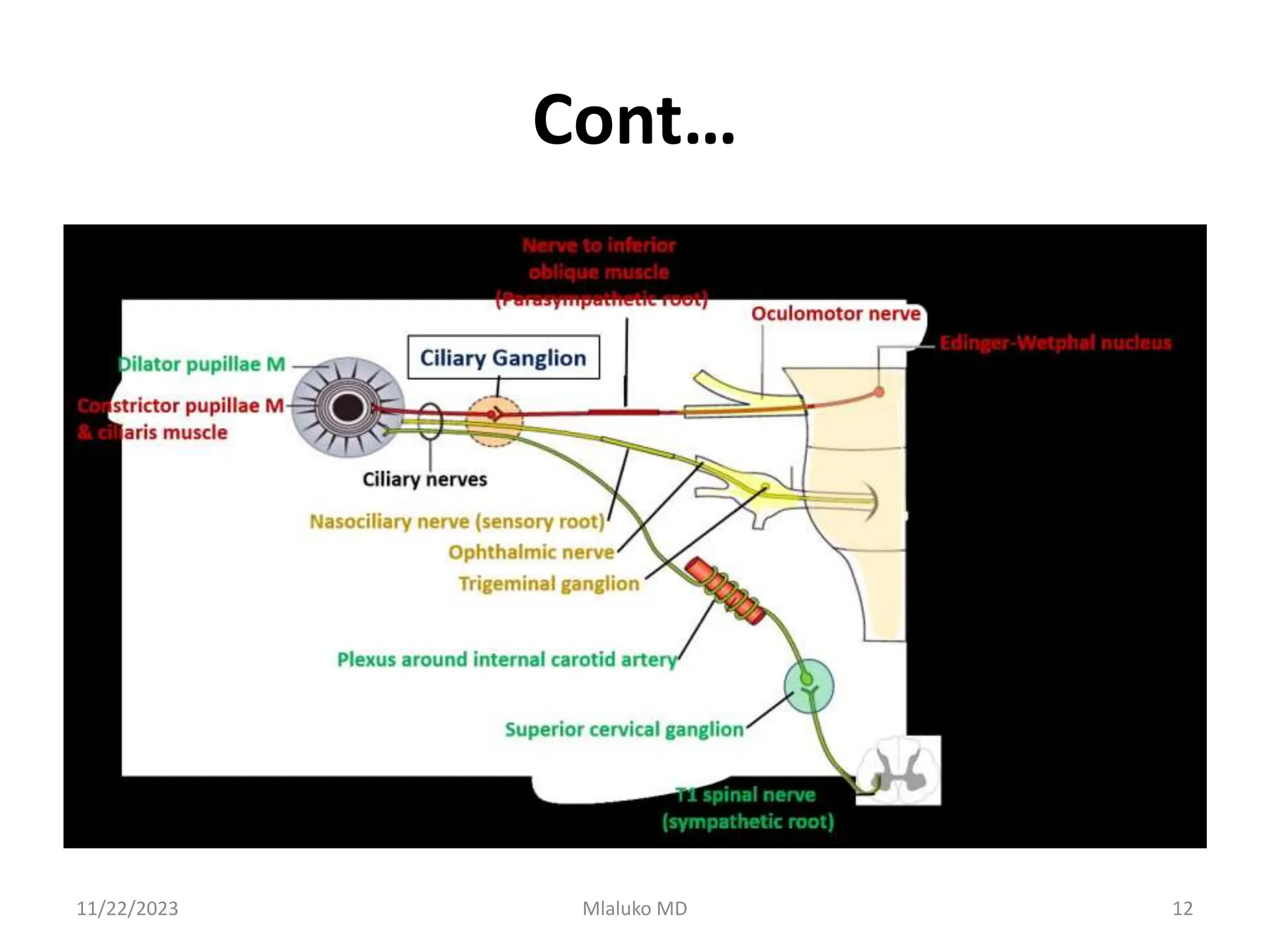 CILIARY GANGLION. MUK.pptx
