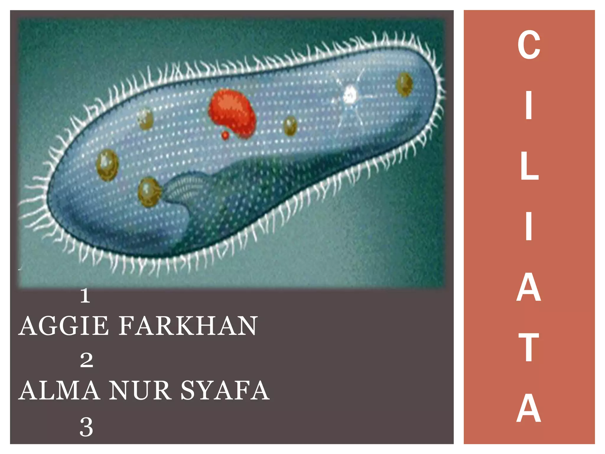 Protista > Protozoa > Ciliata | PPTX
