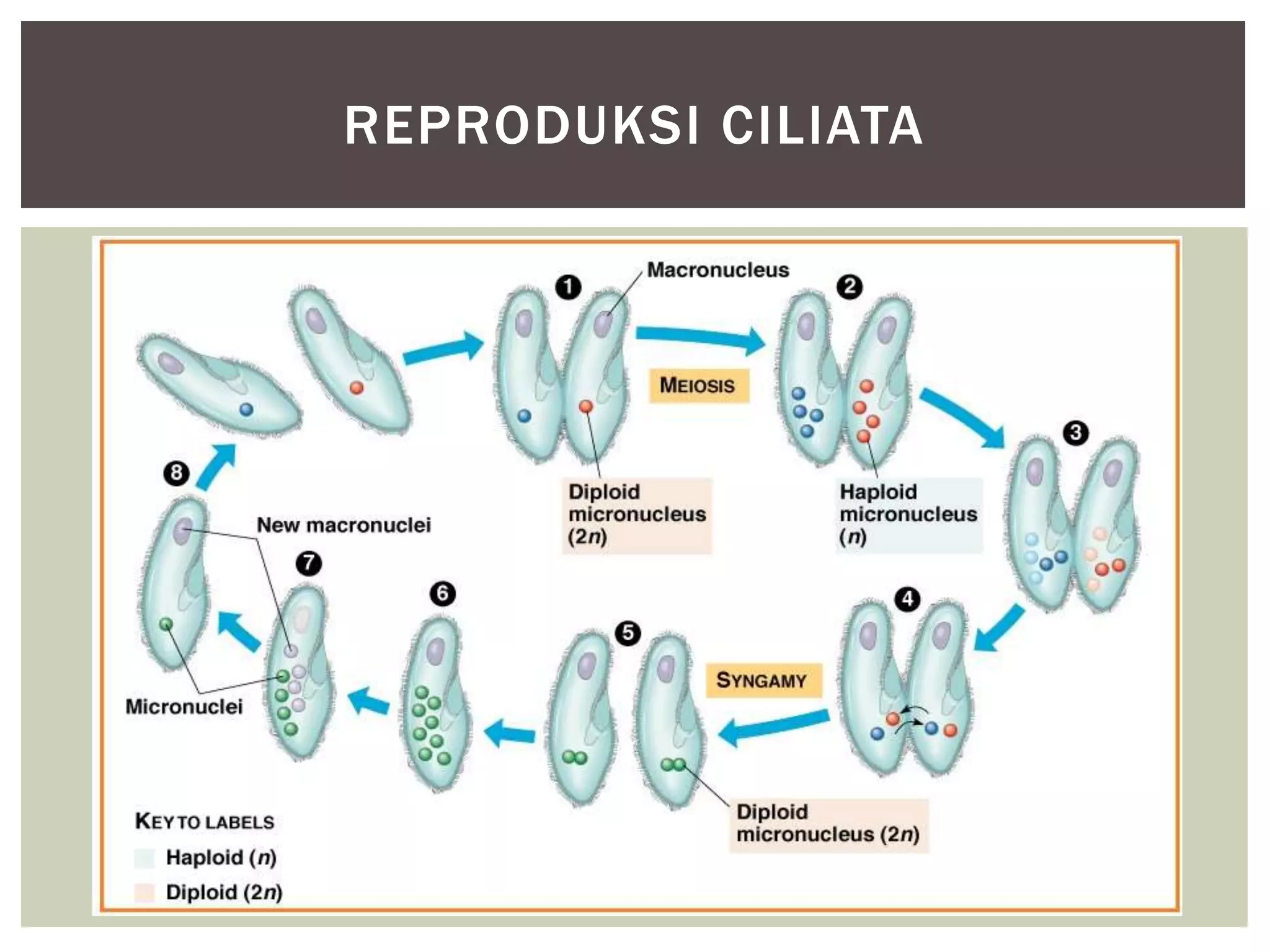 Protista > Protozoa > Ciliata | PPT