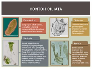 Protista > Protozoa > Ciliata | PPTX