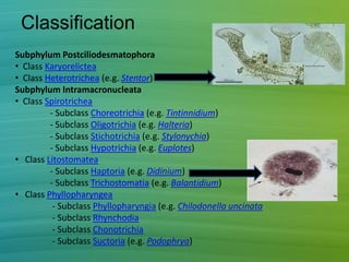 Ciliophora | PPTX
