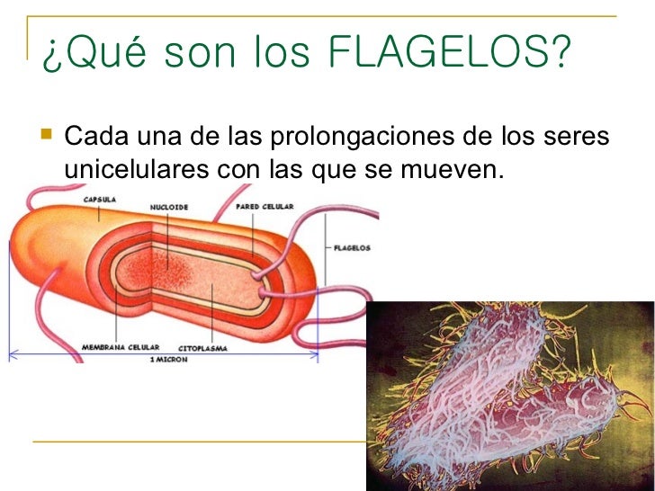 Cilios y flagelos