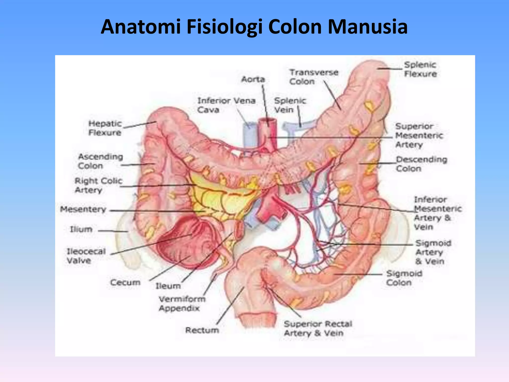 Teknik Pemeriksaan Radiografi Colon In Loop (CIL) | PPTX