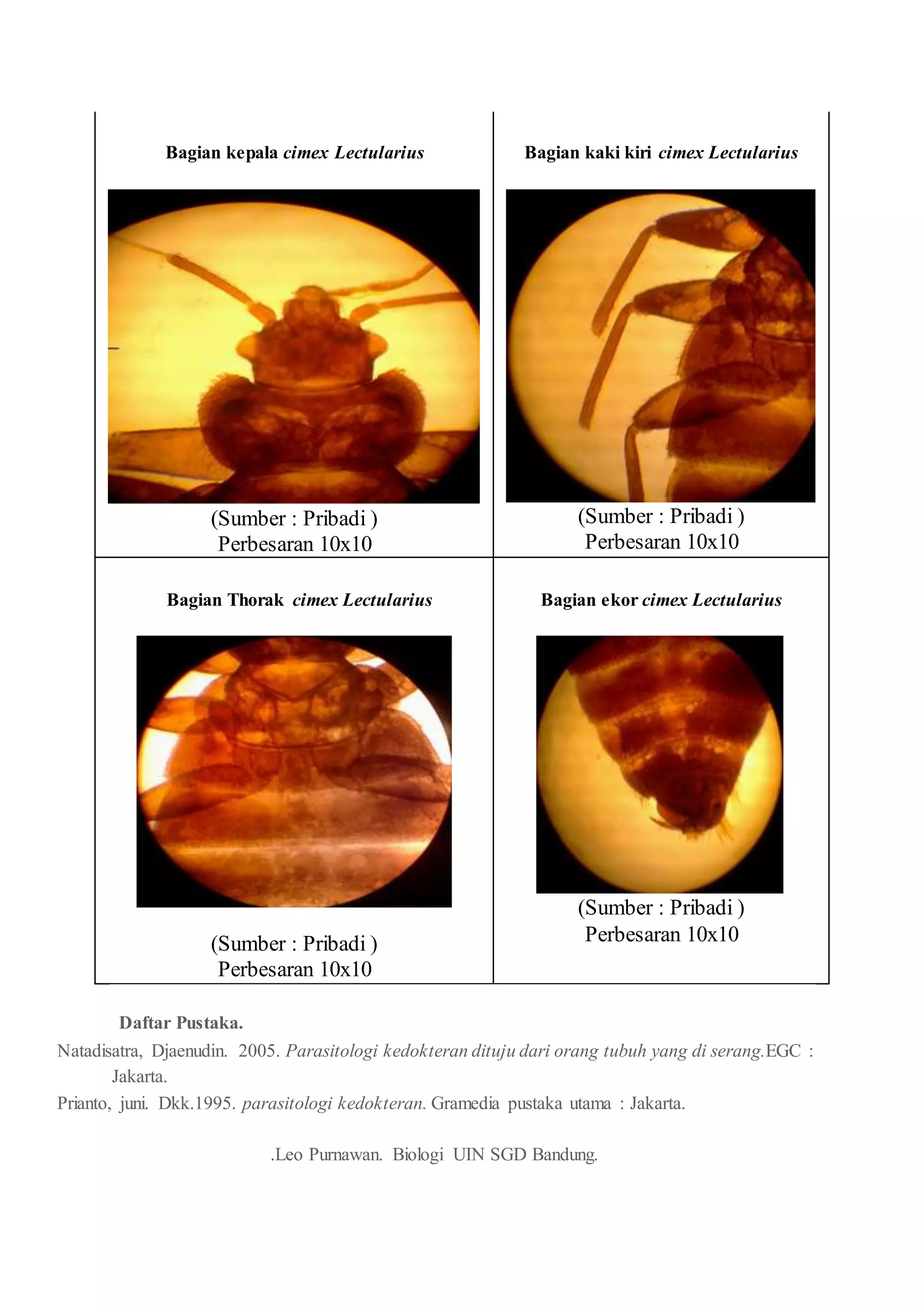 Cimex lectularius | DOCX