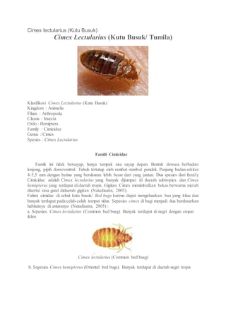 Cimex lectularius | DOCX
