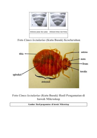 Cimex lectularius | DOCX