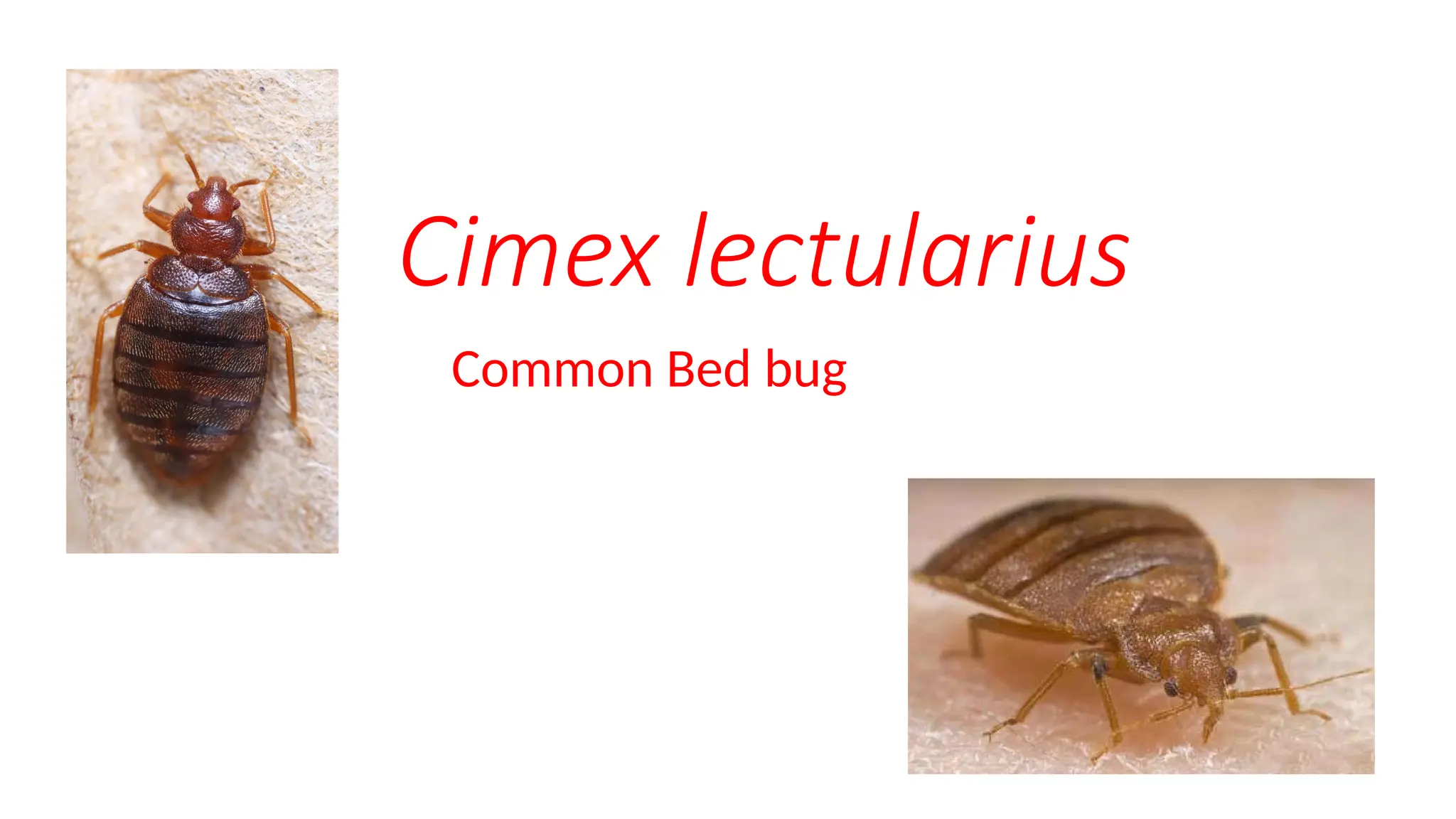 Cimex lectularius common bed bugggg.pptx
