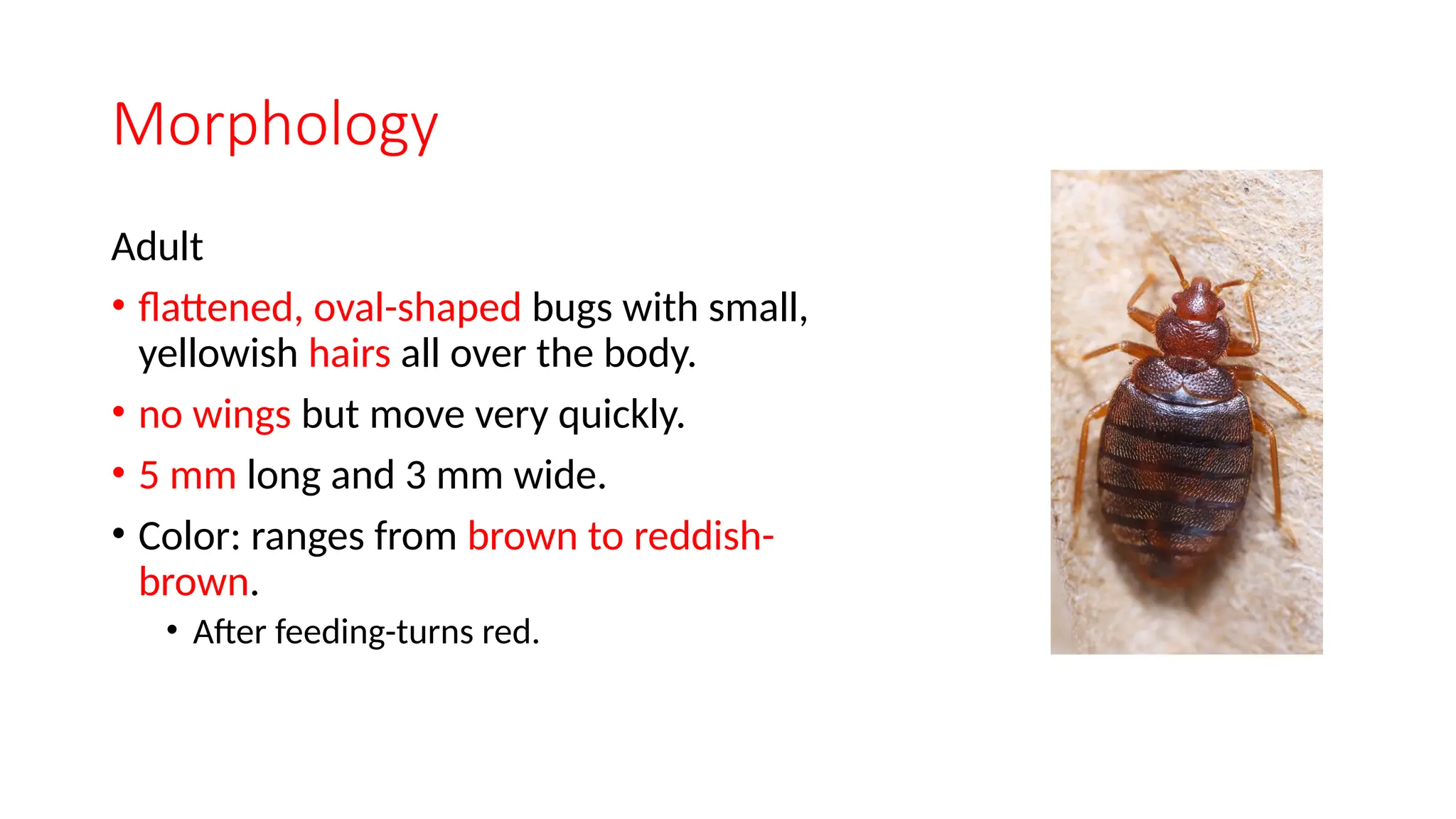 Cimex lectularius common bed bugggg.pptx