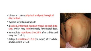 Cimex lectularius common bed bugggg.pptx