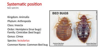 Cimex lectularius common bed bugggg.pptx