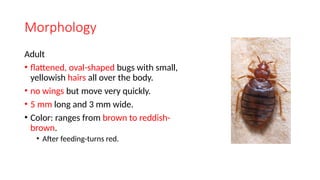 Cimex lectularius common bed bugggg.pptx